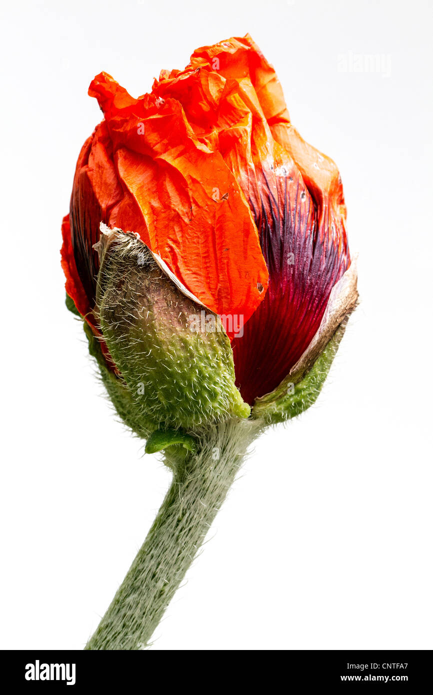 Opening poppy bud against a white background Stock Photo - Alamy
