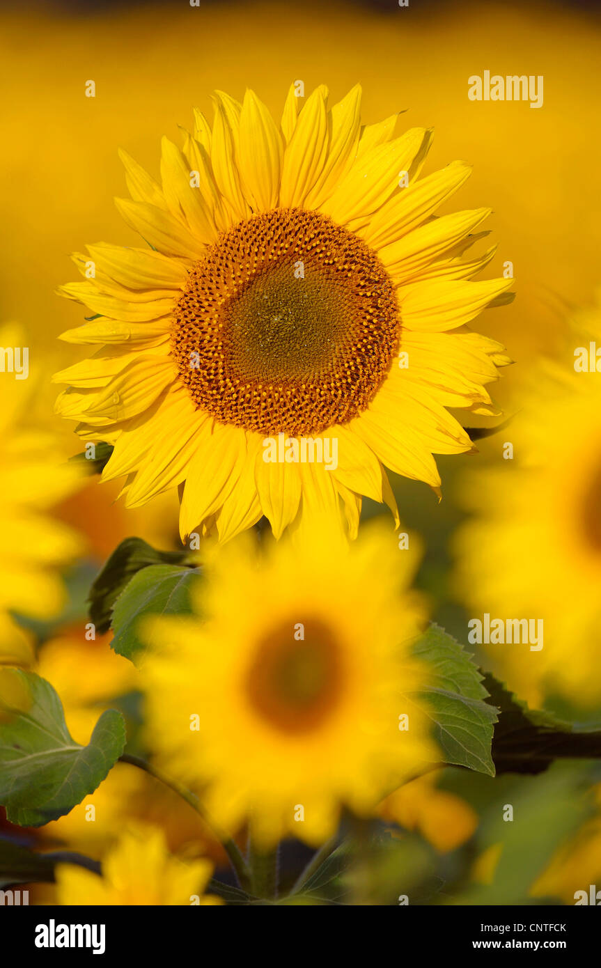 Common sunflower helianthus annuus inflorescence hi-res stock ...