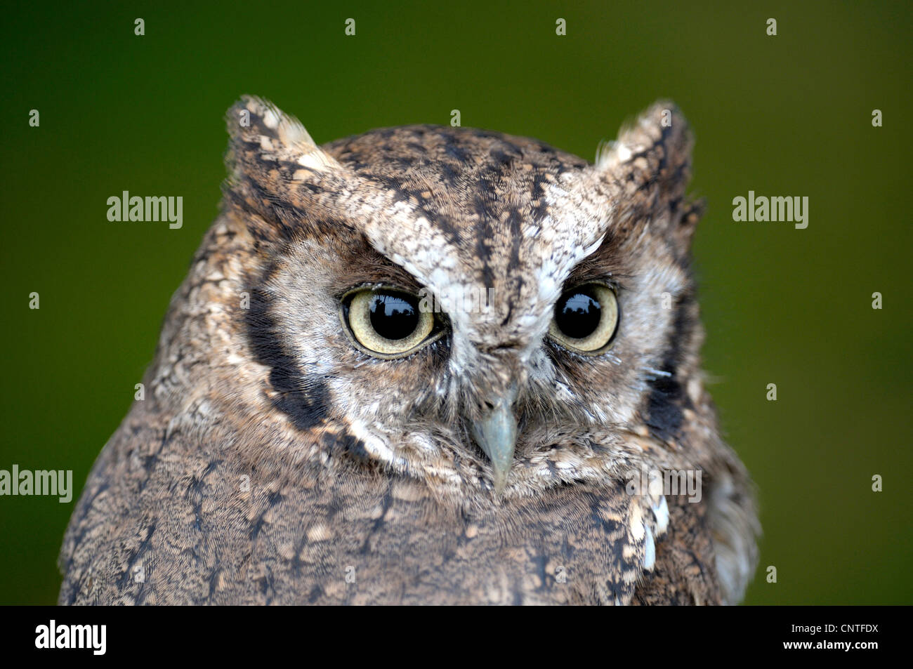 Megascops hi-res stock photography and images - Alamy