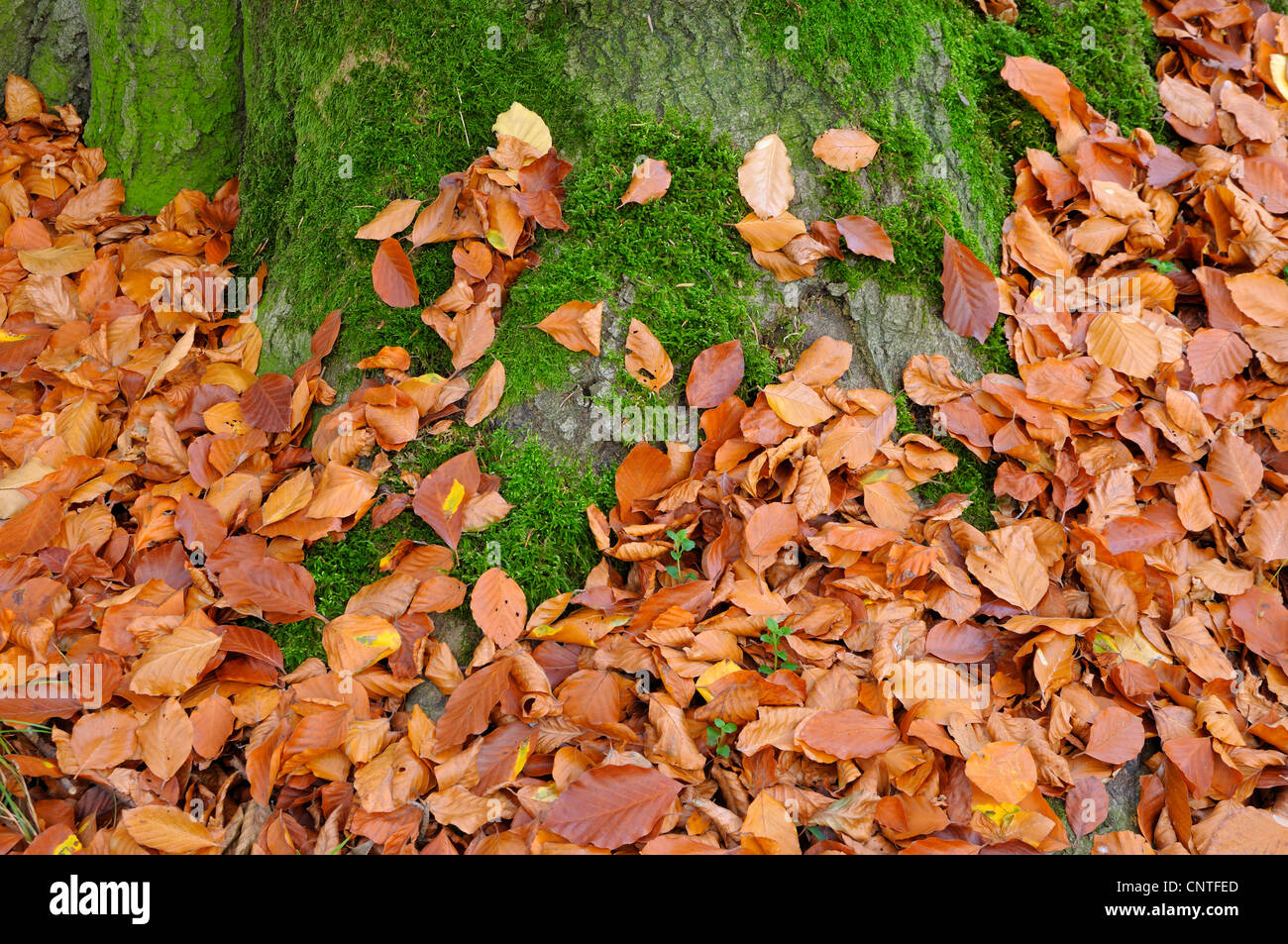 common beech (Fagus sylvatica), beech forest in autumn, Germany, North ...