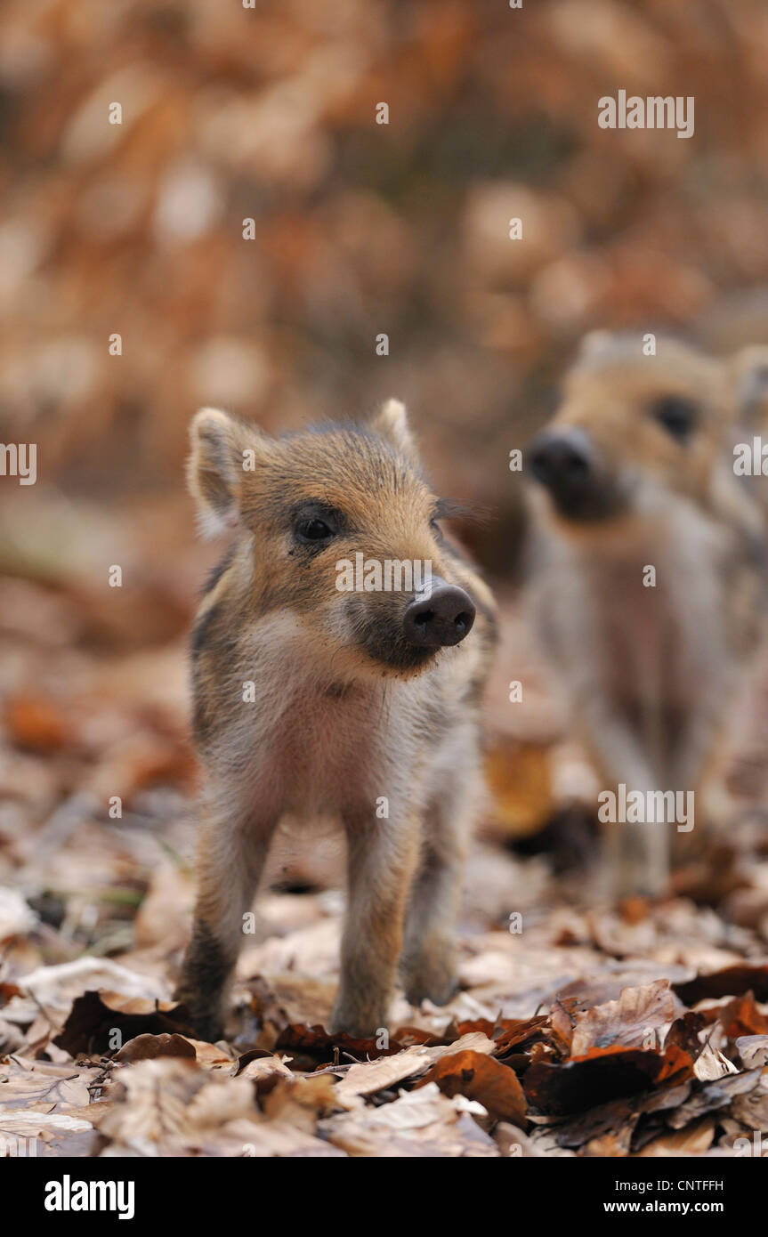 wild boar, pig, wild boar (Sus scrofa), young pig, Germany, North Rhine ...