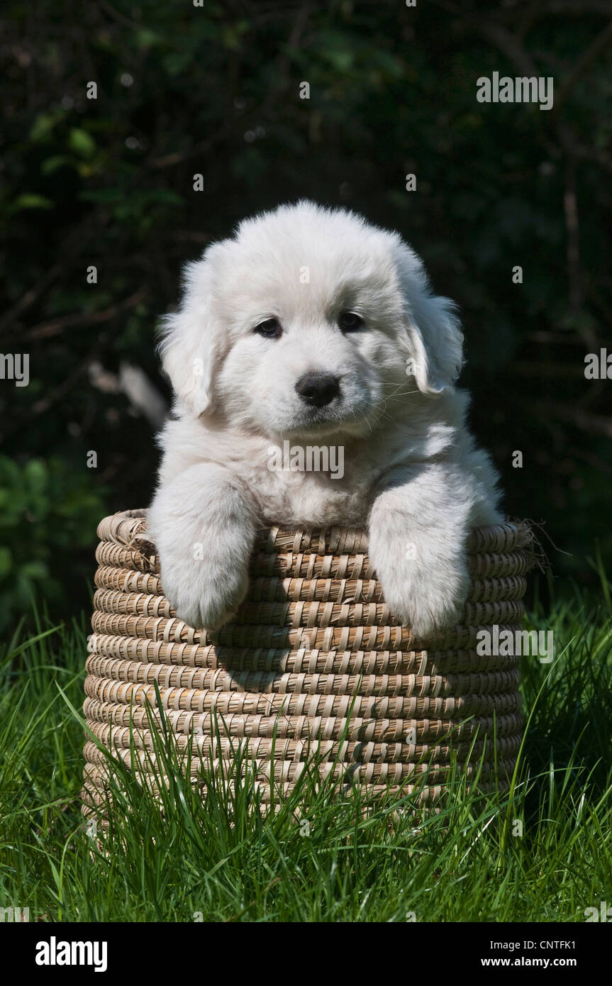 Tatra shepherd dog hi-res stock photography and images - Alamy