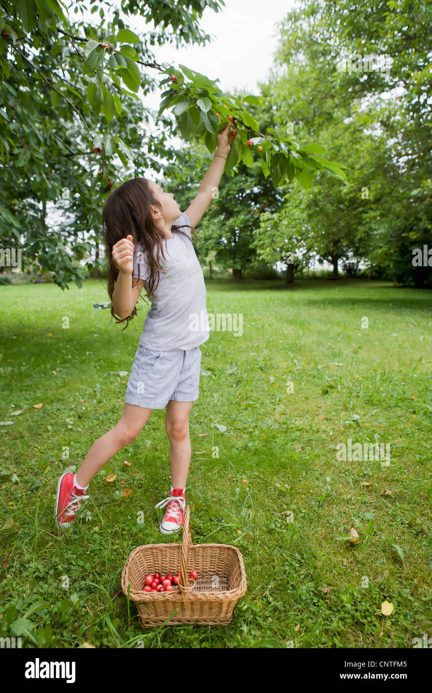 Girl picking fruit in backyard Stock Photo - Alamy