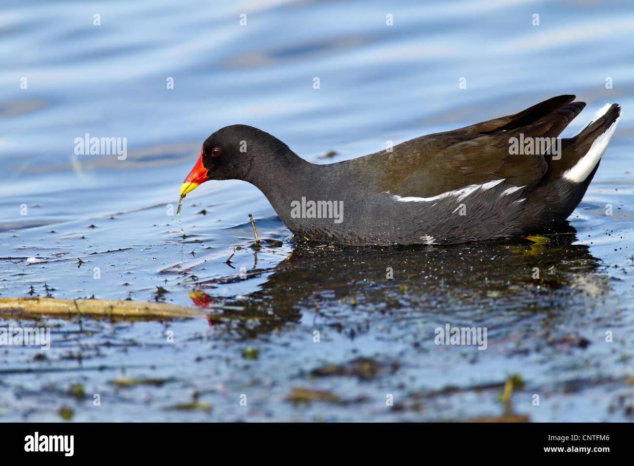 Rallidae hi-res stock photography and images - Alamy