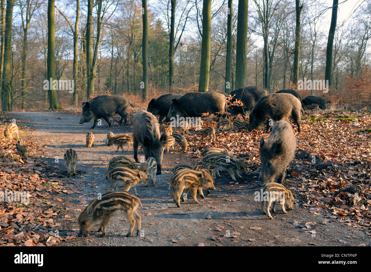 wild boar, pig, wild boar (Sus scrofa), Pigs searching for food in ...