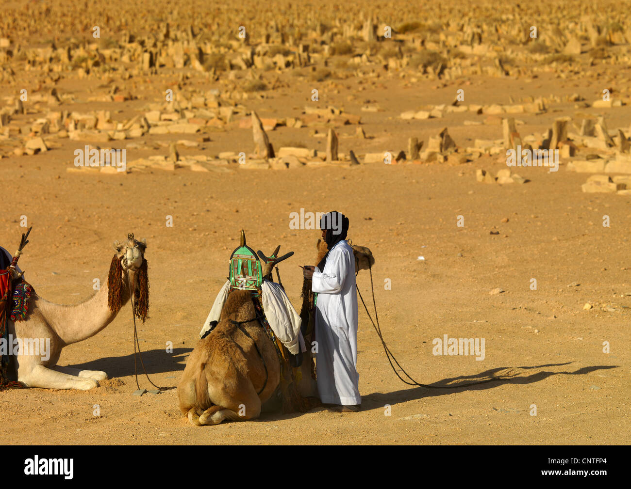 Libya tuareg camel africa desert hi-res stock photography and images ...