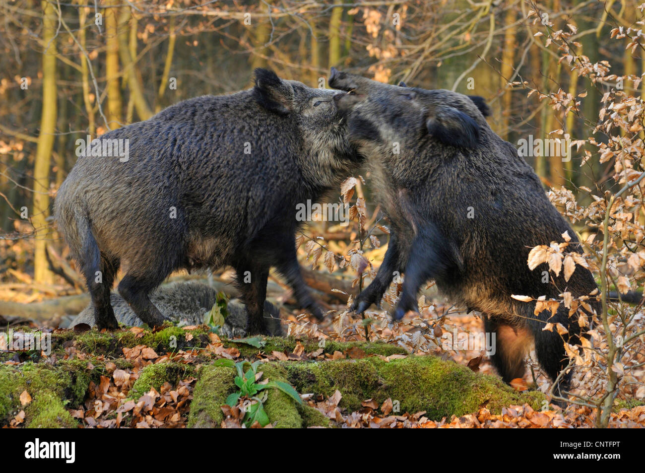 Pig fight hi-res stock photography and images - Alamy