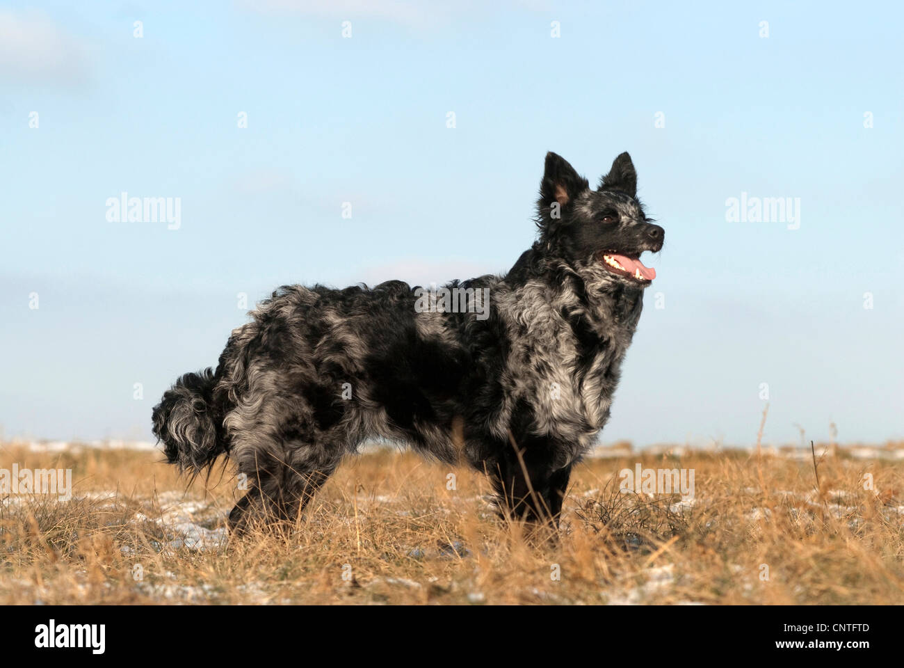 Mudi breed hi-res stock photography and images - Alamy