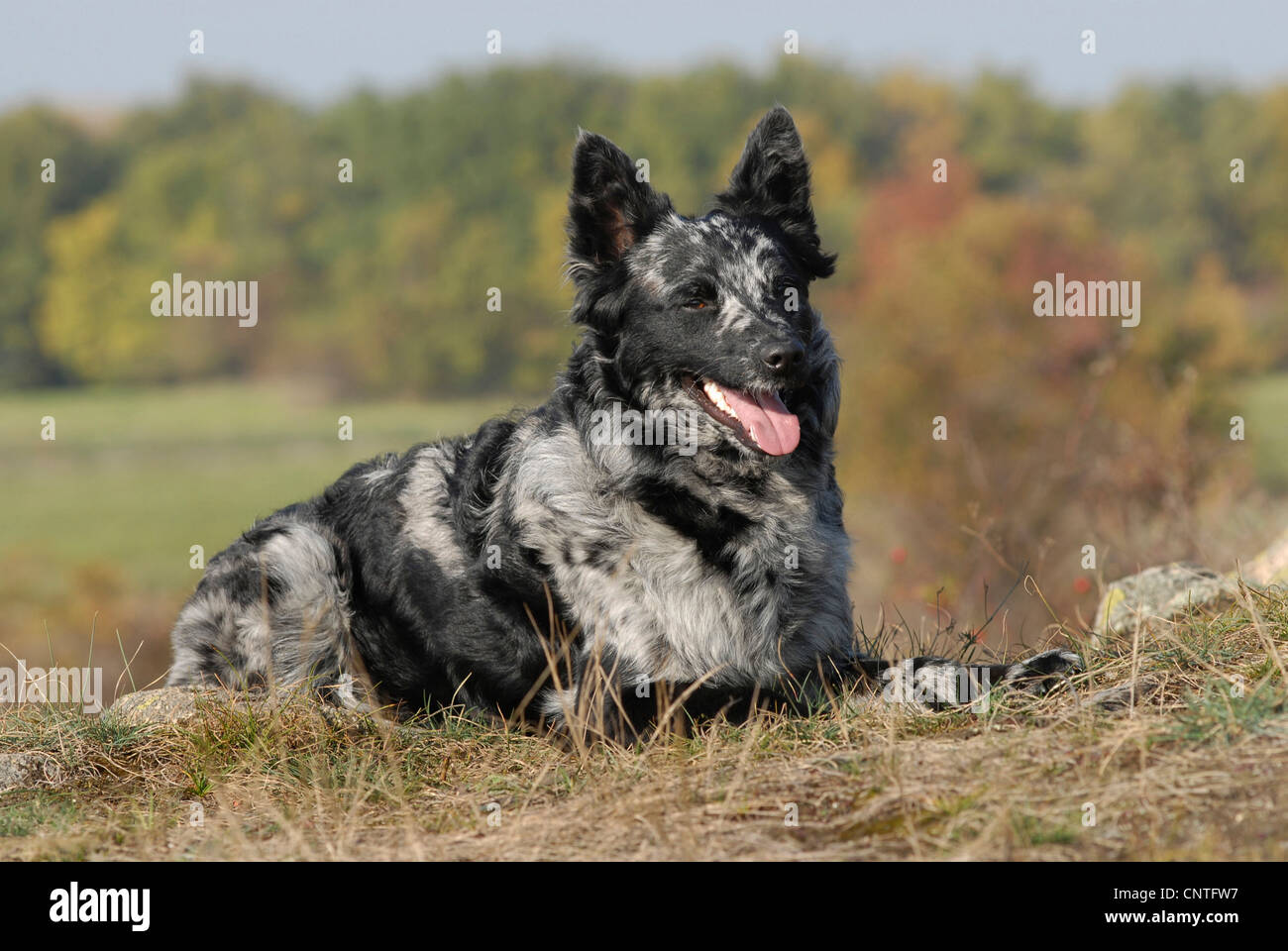 Mudi breed hi-res stock photography and images - Alamy
