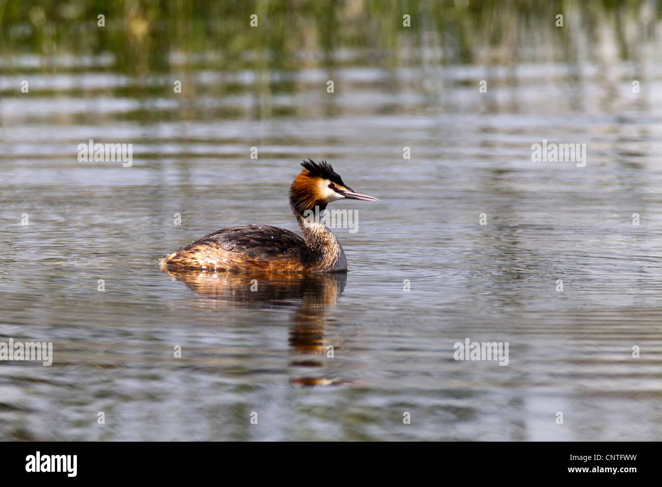 Great Crested Grebe. Podiceps cristatus (Podicipedidae Stock Photo - Alamy
