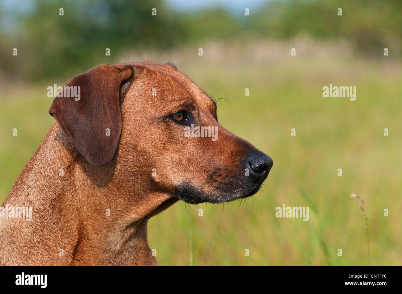 Rhodesian ridgeback hi-res stock photography and images - Alamy