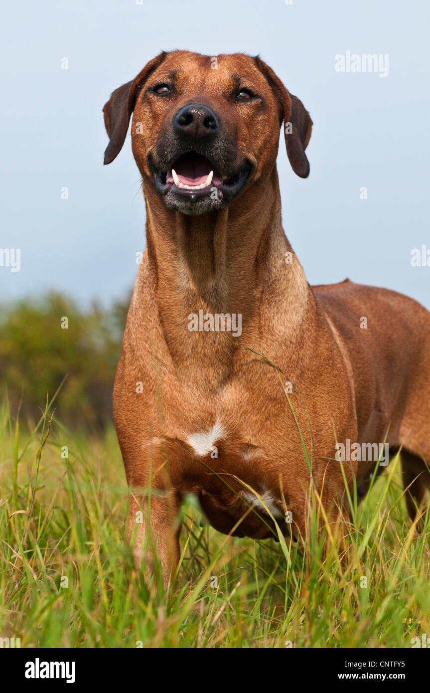 Rhodesian Ridgeback (Canis lupus f. familiaris), standing in a meadow ...