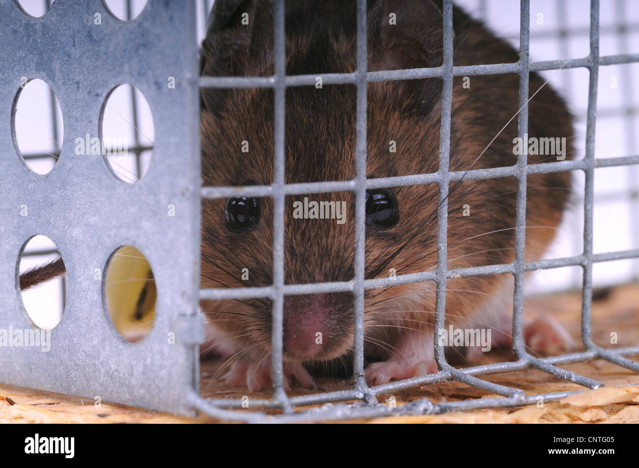 Mouse house cage hi-res stock photography and images - Alamy