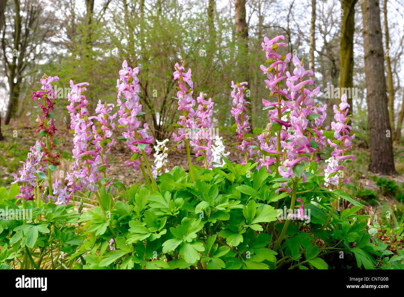 Duff layer hi-res stock photography and images - Alamy