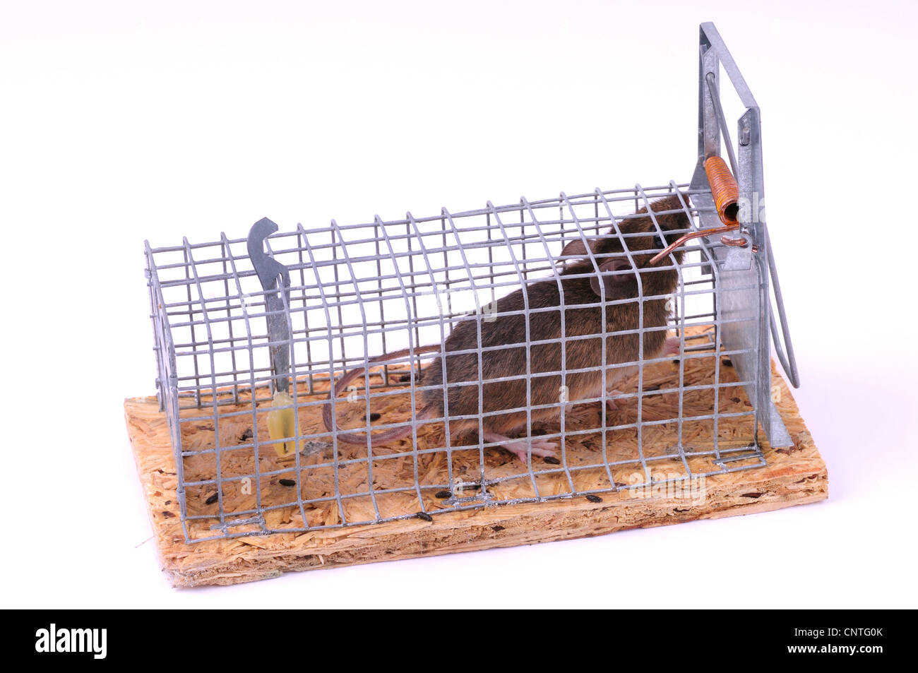 house mouse (Mus musculus), in a mousetrap Stock Photo - Alamy