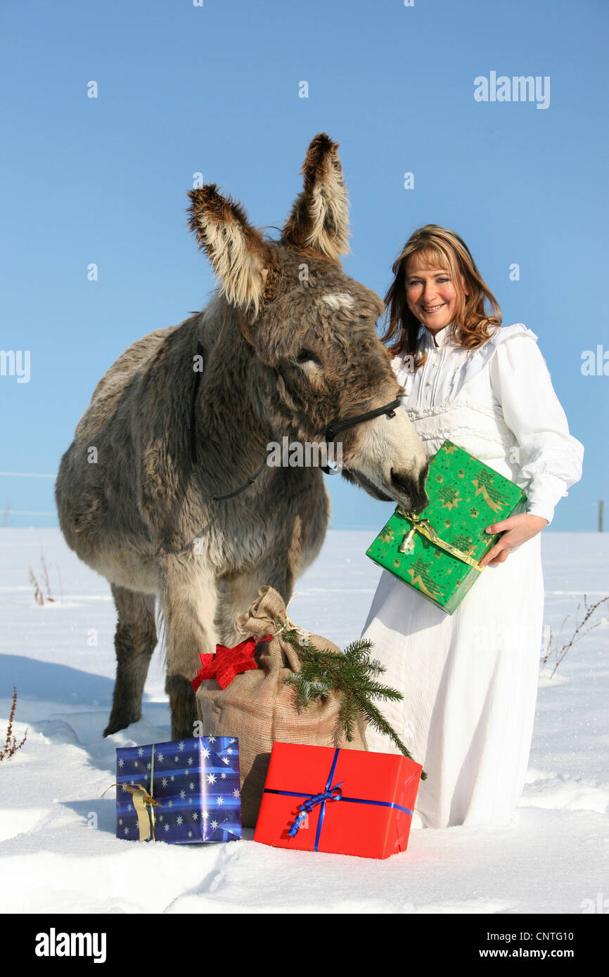 domestic donkey (Equus asinus f. asinus), angle in white dress with ...