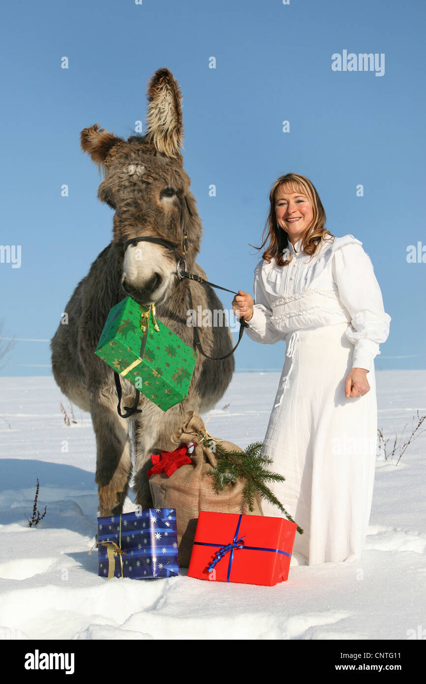 domestic donkey (Equus asinus f. asinus), angle in white dress with ...