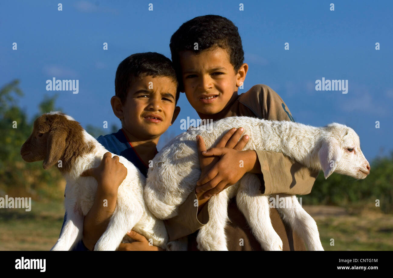 domestic sheep (Ovis ammon f. aries), two boys with lambs on their arms ...