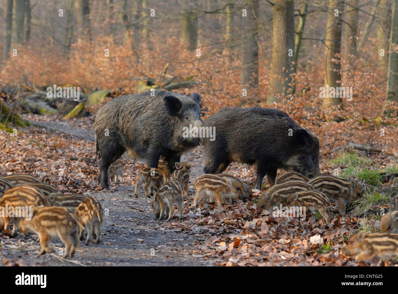 wild boar, pig, wild boar (Sus scrofa), group of wild boars searching ...