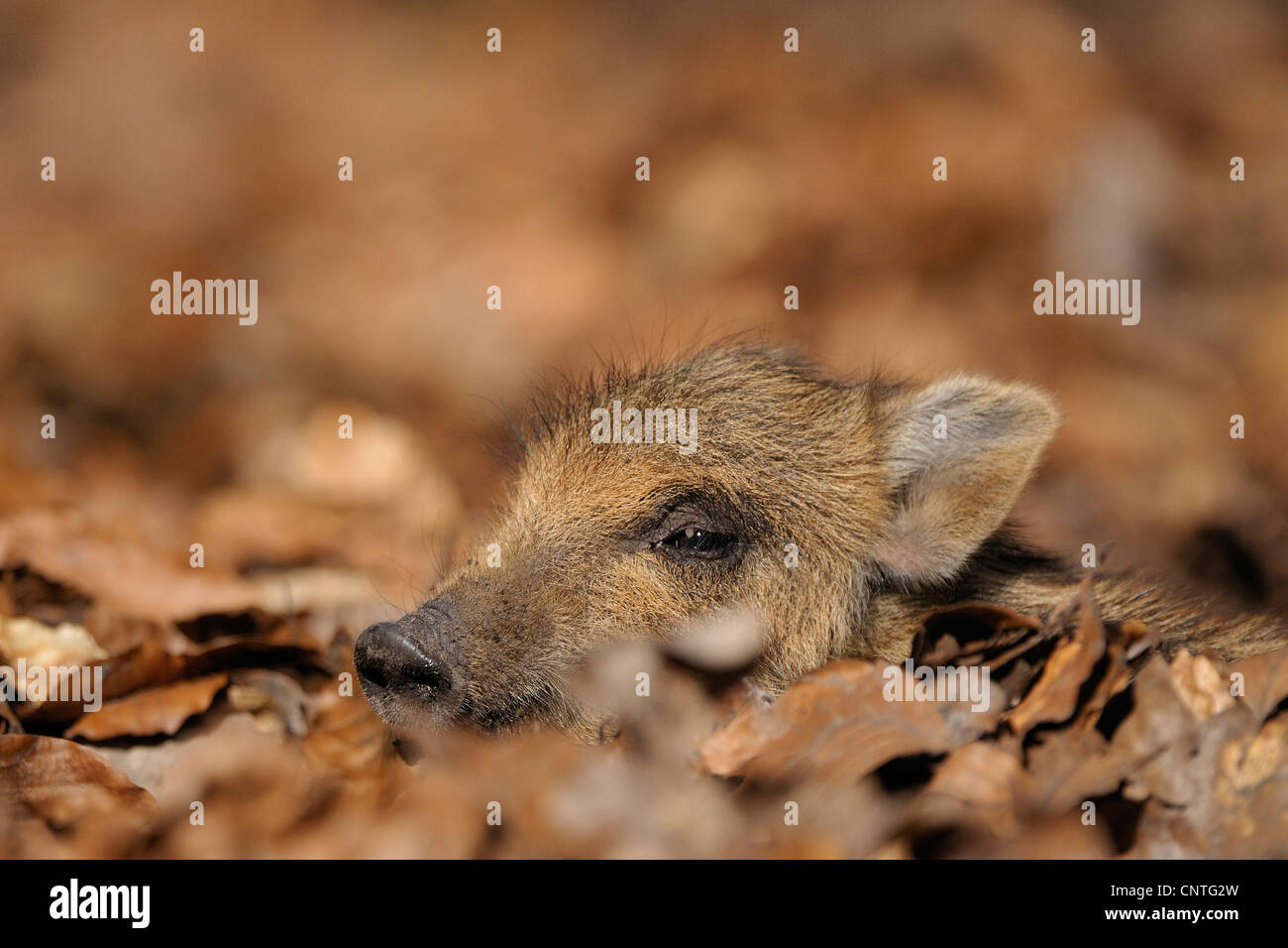 Pig face close up hi-res stock photography and images - Alamy