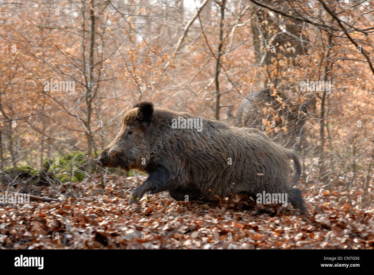 wild boar, pig, wild boar (Sus scrofa), male running, Germany, North ...