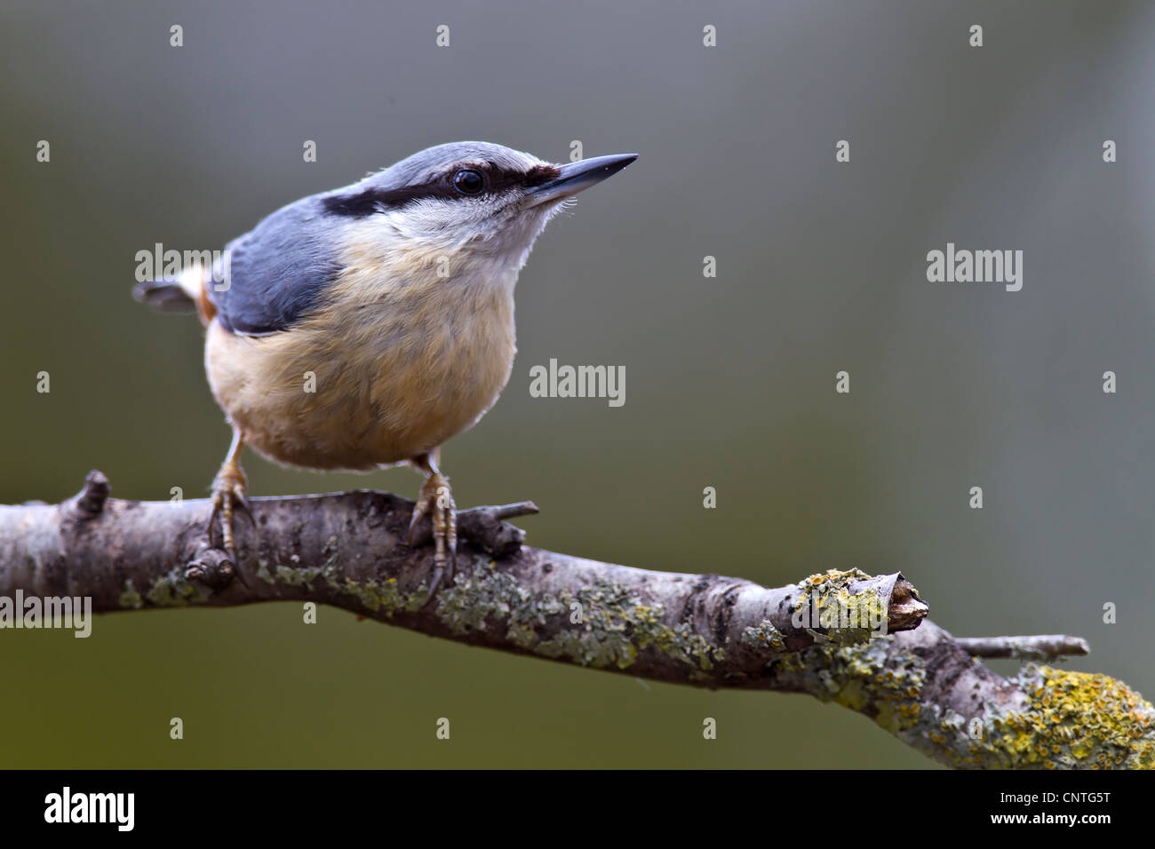 Nuthatch Sitta europaea (Sittidae) Perched Stock Photo - Alamy