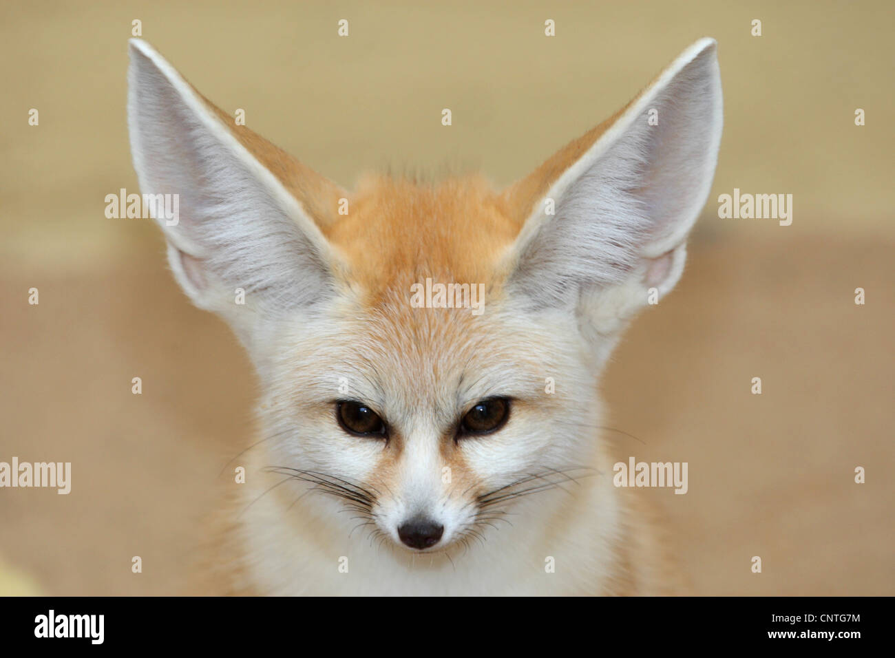 fennec fox (Fennecus zerda, Vulpes zerda), portrait Stock Photo - Alamy