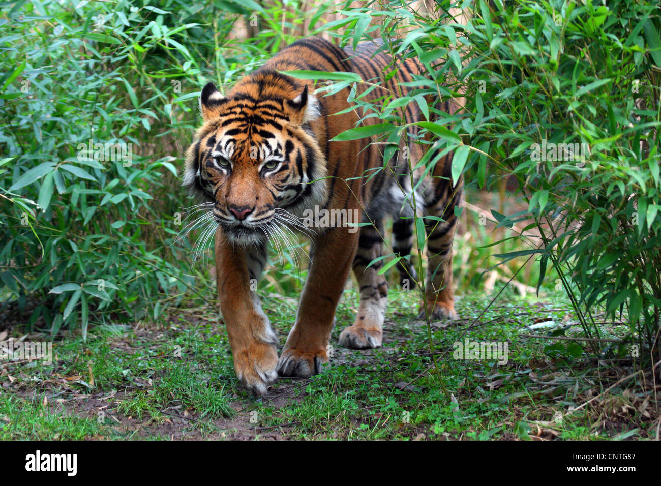 Tiger bamboo hi-res stock photography and images - Alamy