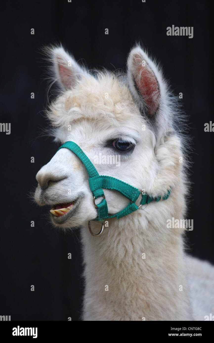 alpaca (Lama pacos), portrait Stock Photo - Alamy