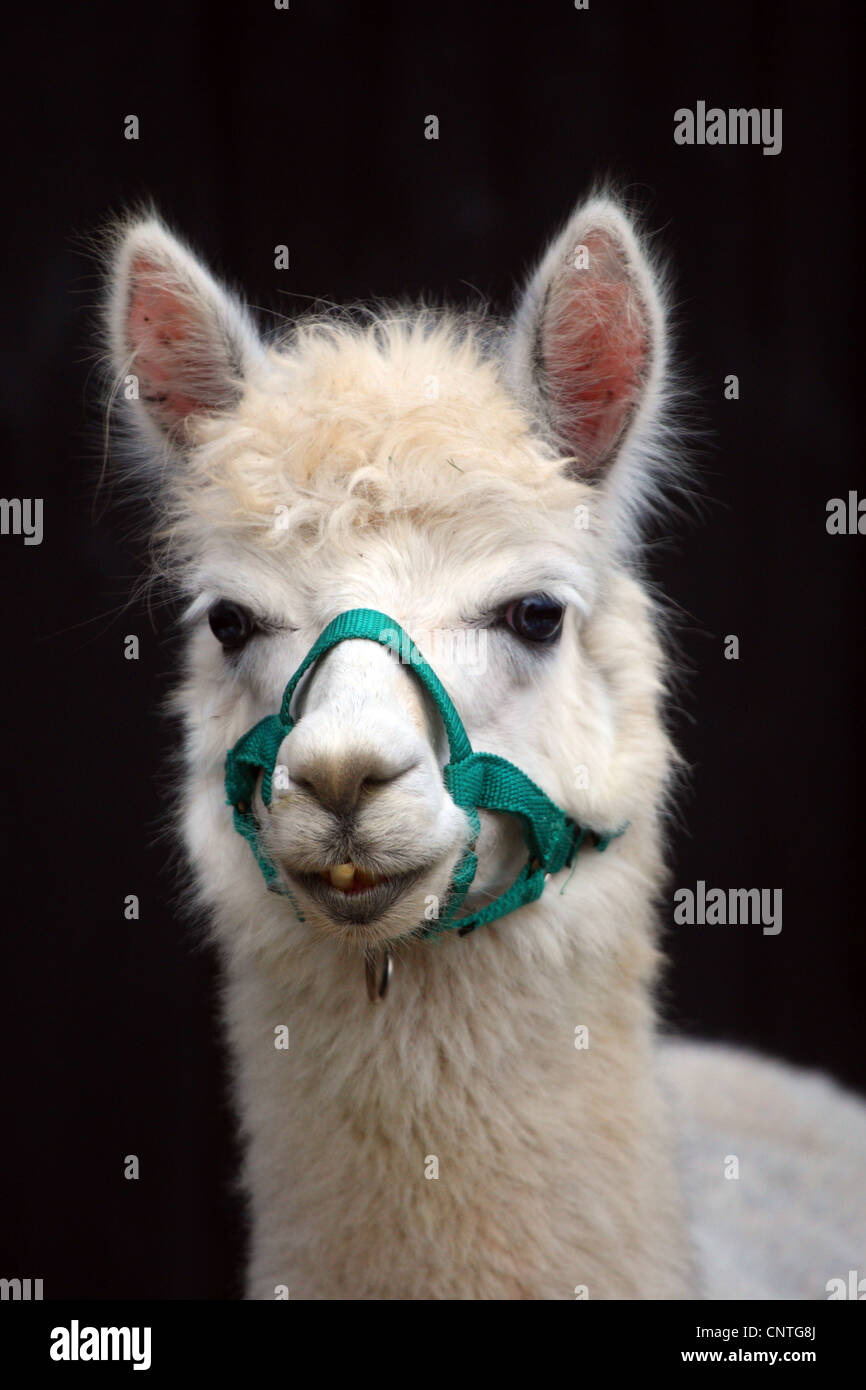 alpaca (Lama pacos), portrait Stock Photo - Alamy