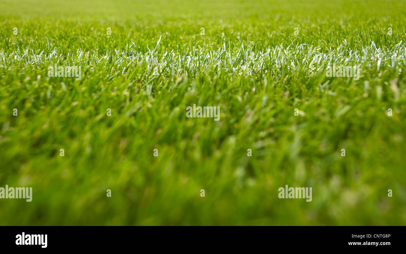 Touch line on football pitch hi-res stock photography and images - Alamy