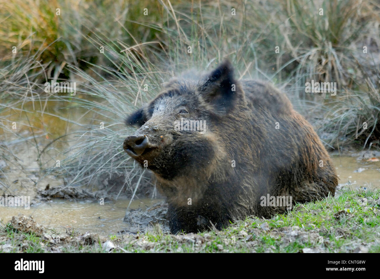 wild boar, pig, wild boar (Sus scrofa), Female shaking in swamp ...