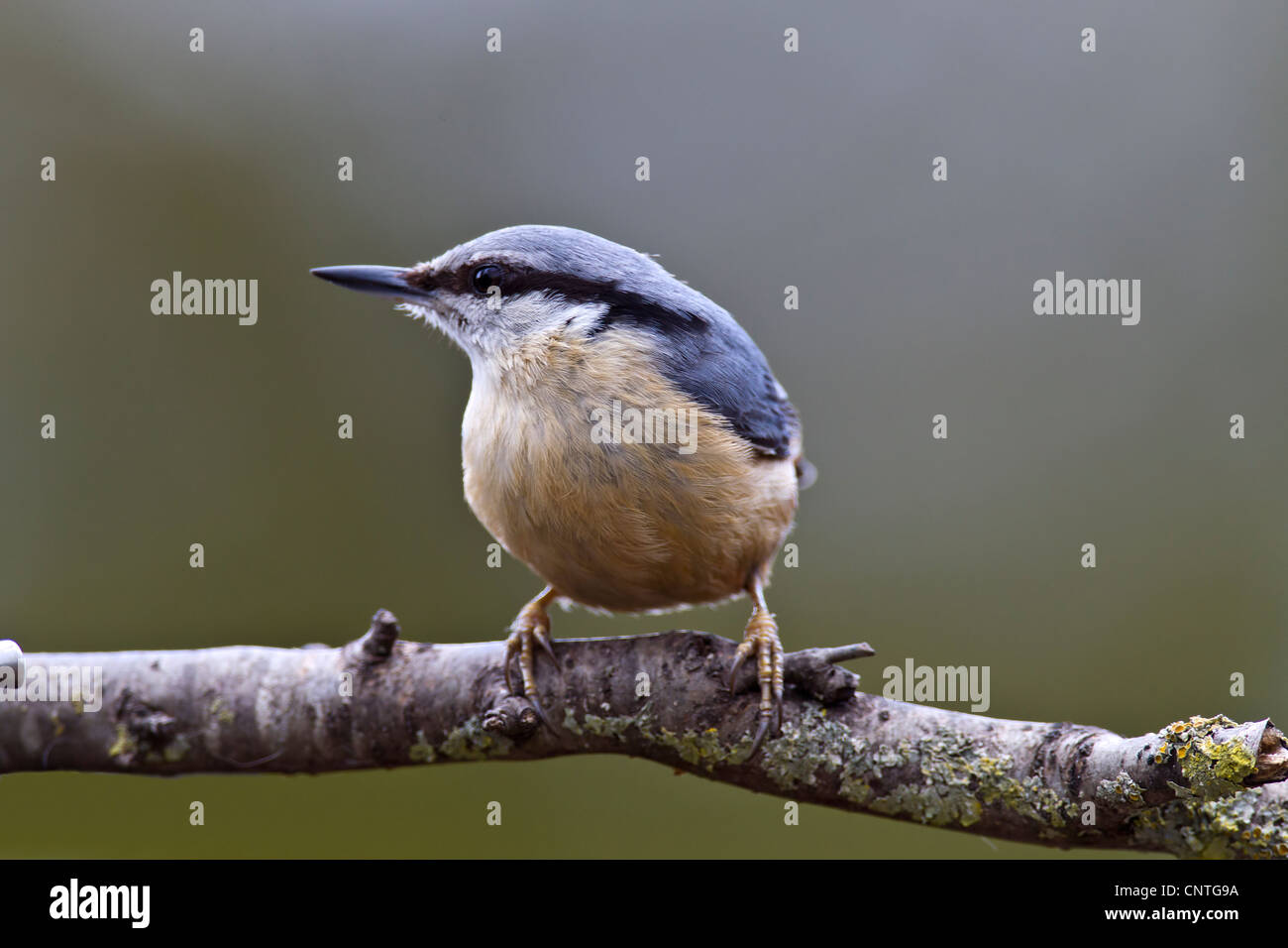 Nuthatch Sitta europaea (Sittidae) Perched Stock Photo - Alamy