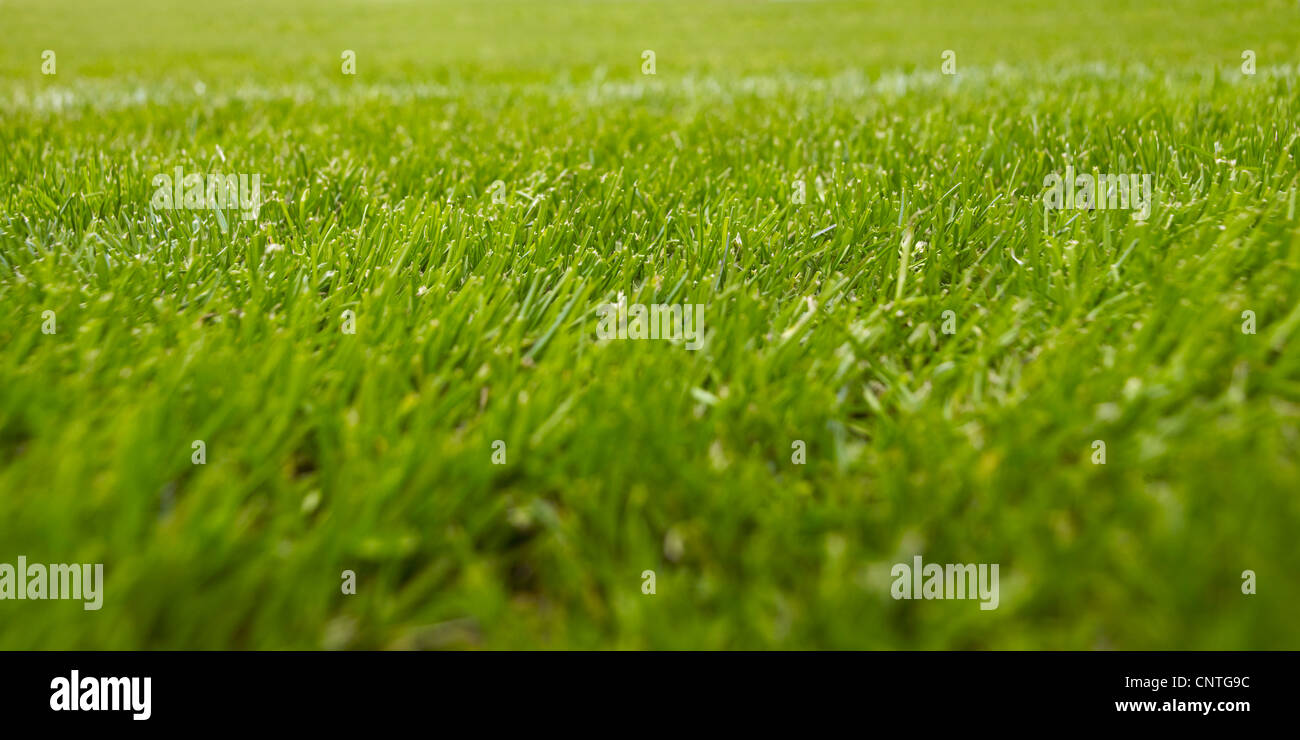 green grass touch line Stock Photo - Alamy