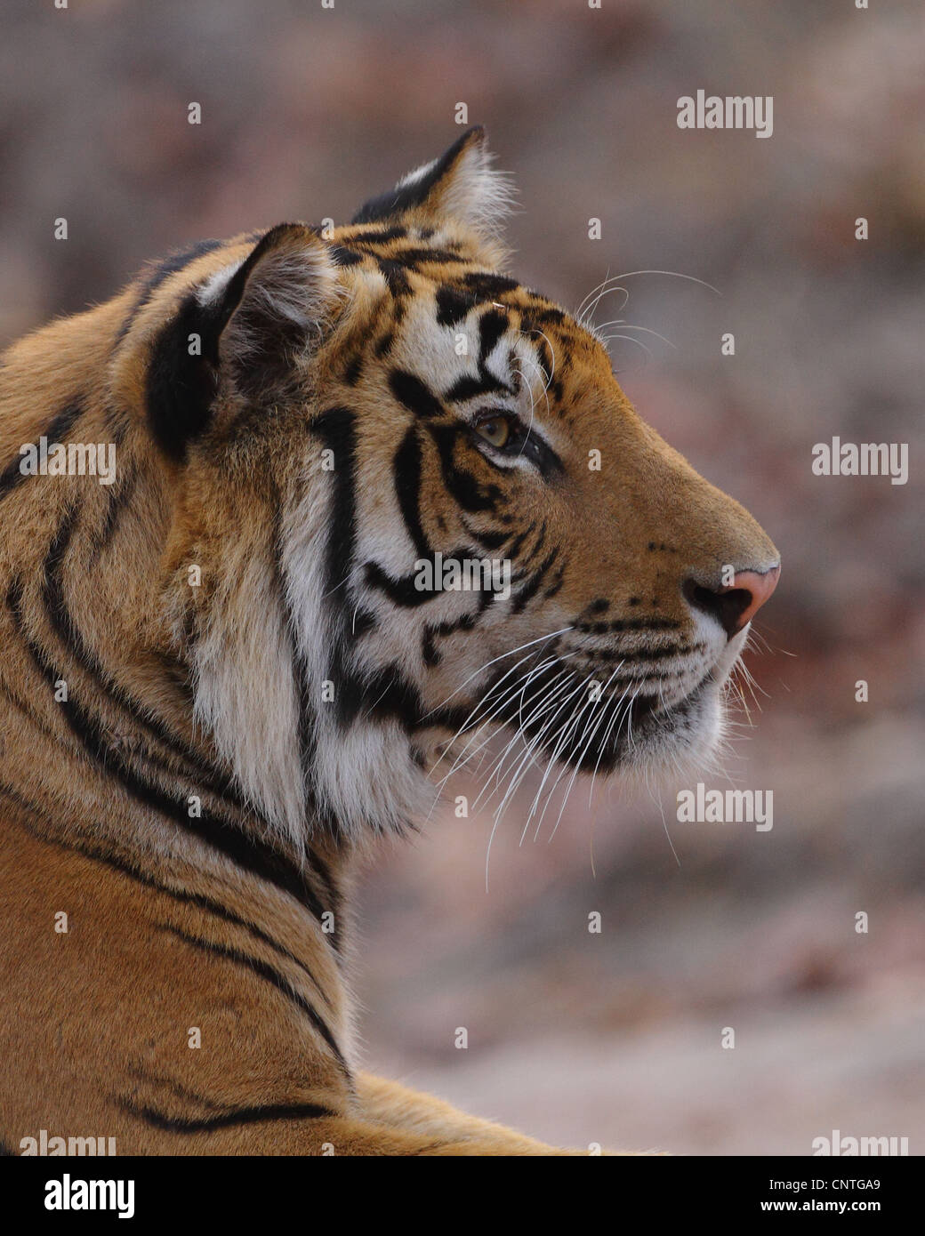 Tiger side portrait Stock Photo - Alamy
