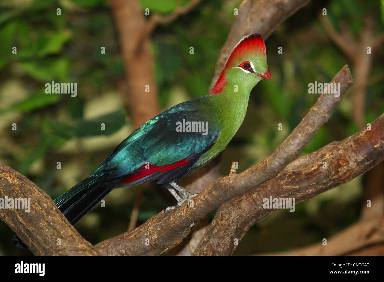 Knysna Turaco, Knysna Lourie (Tauraco corythaix), sitting on a branch ...