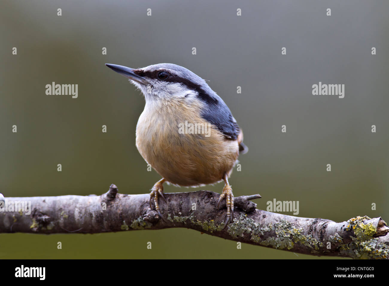 Nuthatch Sitta europaea (Sittidae) Perched Stock Photo - Alamy