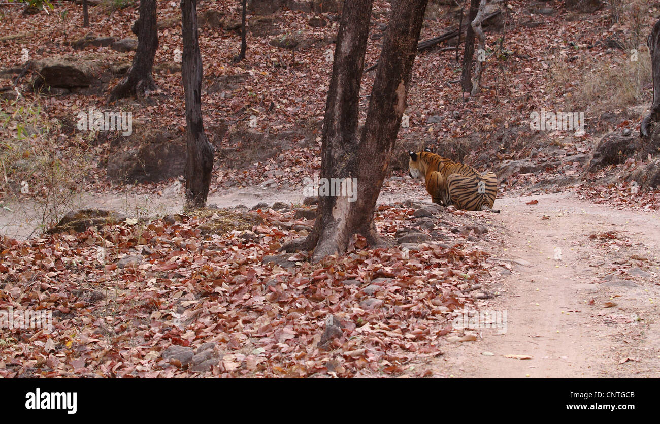 Royal Bengal Tiger on a hunt Stock Photo - Alamy