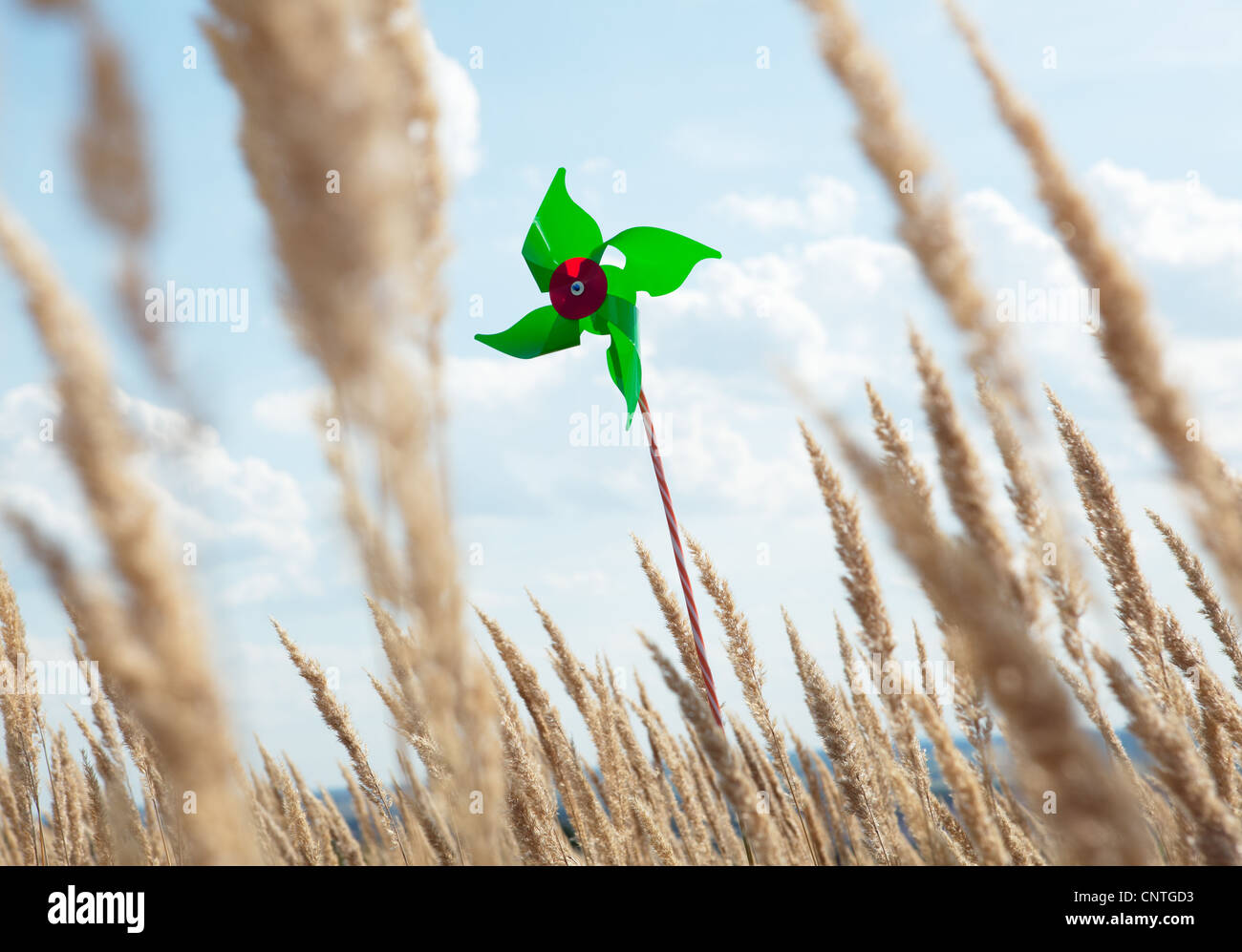 Standing grain hi-res stock photography and images - Alamy