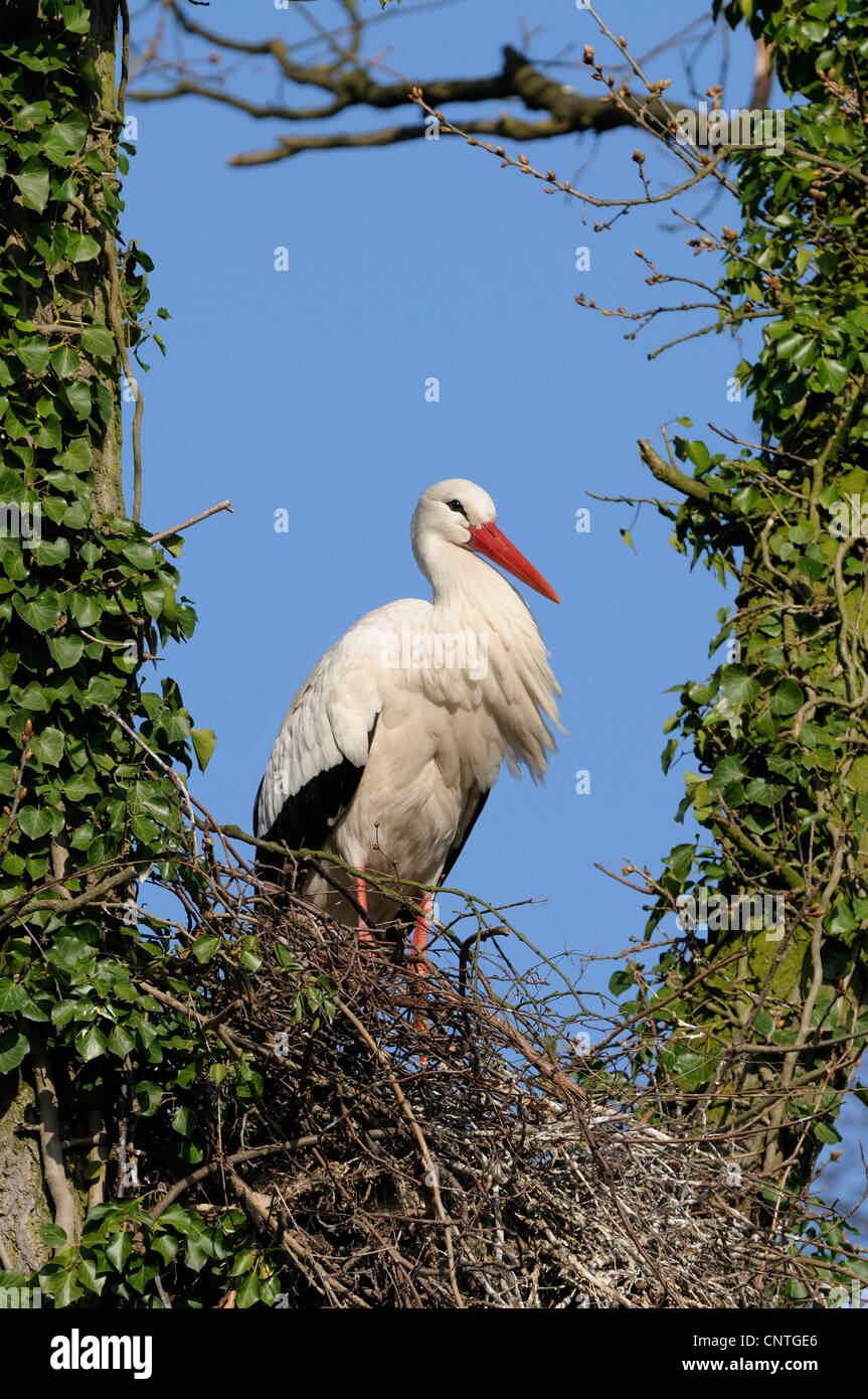 white stork (Ciconia ciconia), Stork standing on nest in old tree ...