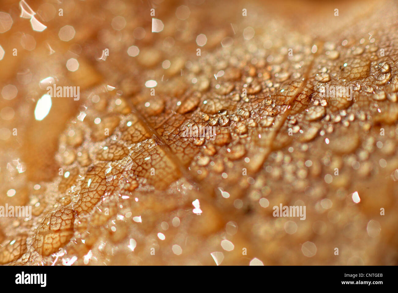 Water Dripping Off A Leaf High Resolution Stock Photography and Images ...