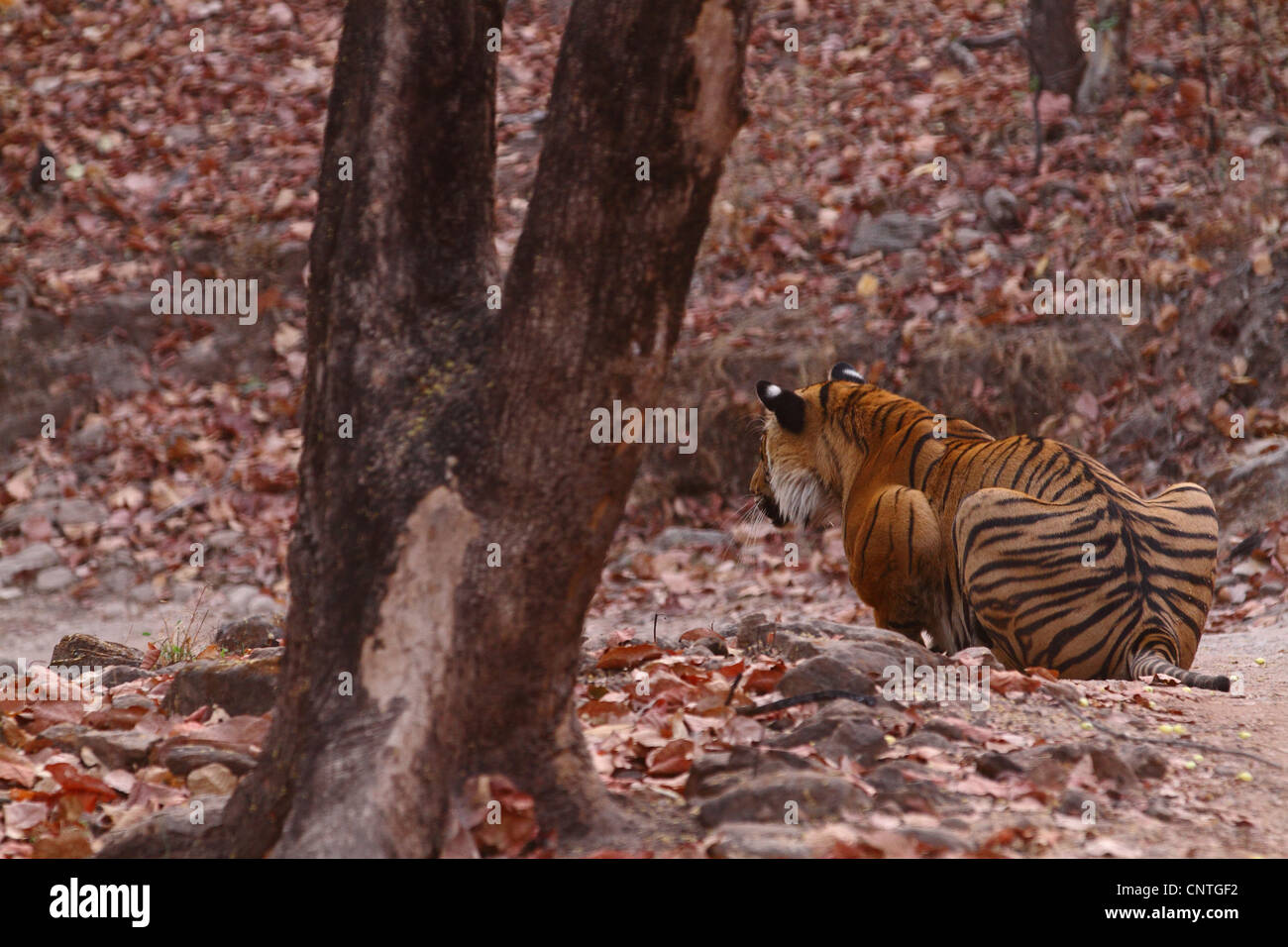 Hunt tiger hi-res stock photography and images - Alamy