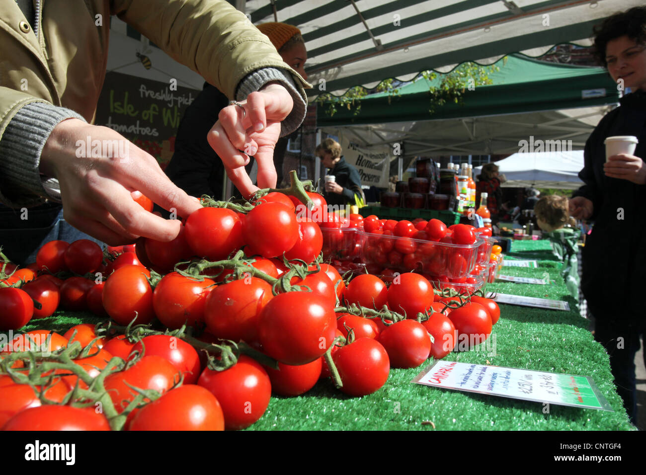 Tomatoes vine picking farmers hi-res stock photography and images - Alamy