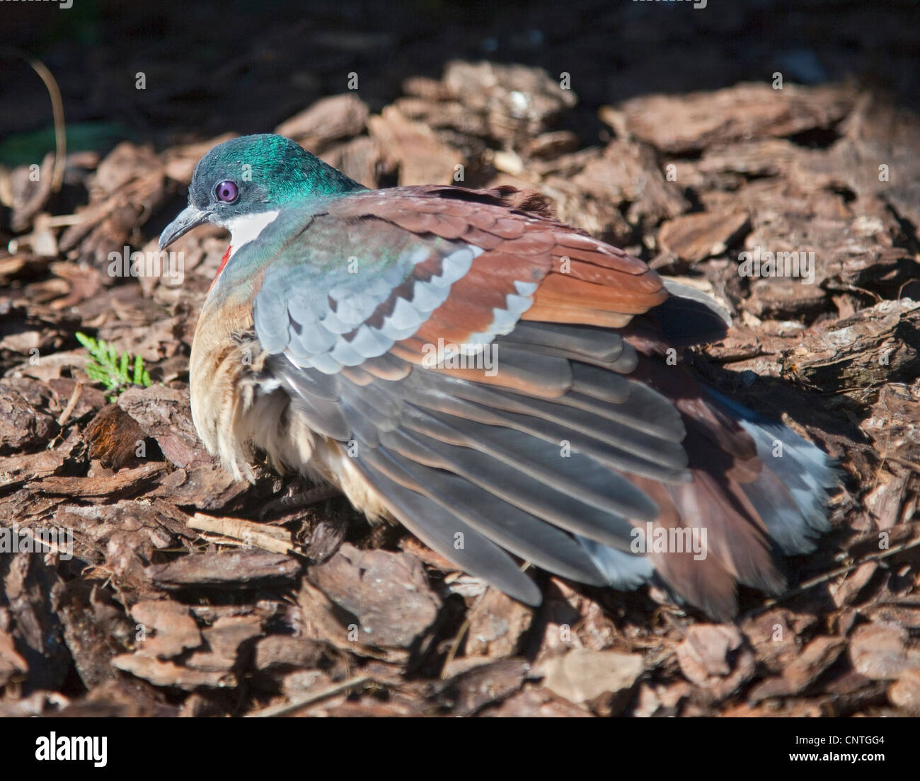 Mindanao Bleeding Heart Dove (gallicolumba crinigera Stock Photo - Alamy