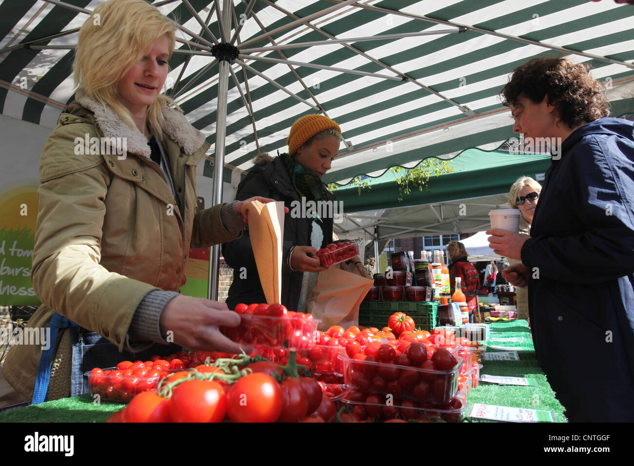 Tomatoes vine picking farmers hi-res stock photography and images - Alamy
