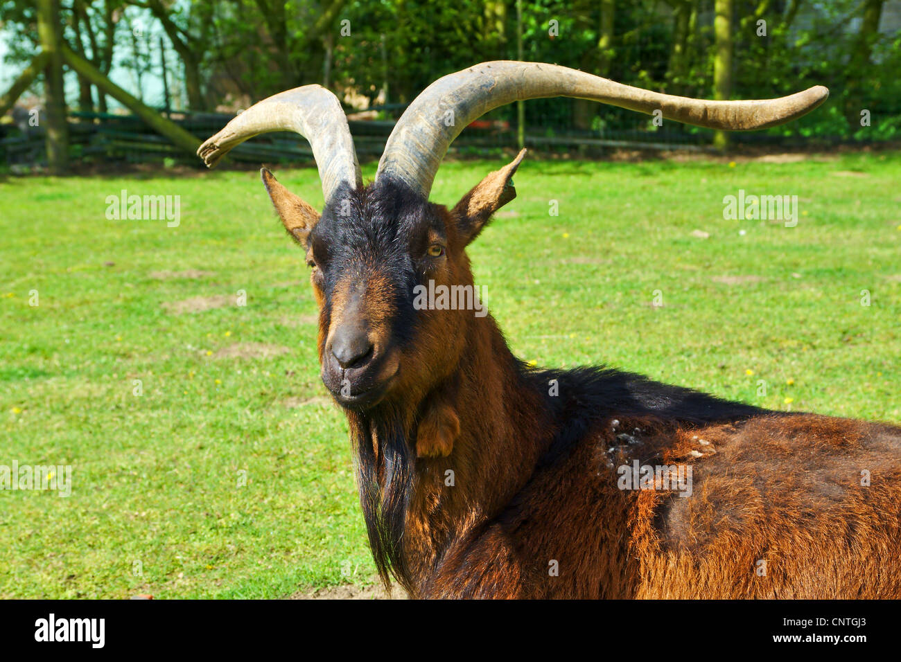 Billy-goat with beard Stock Photo - Alamy