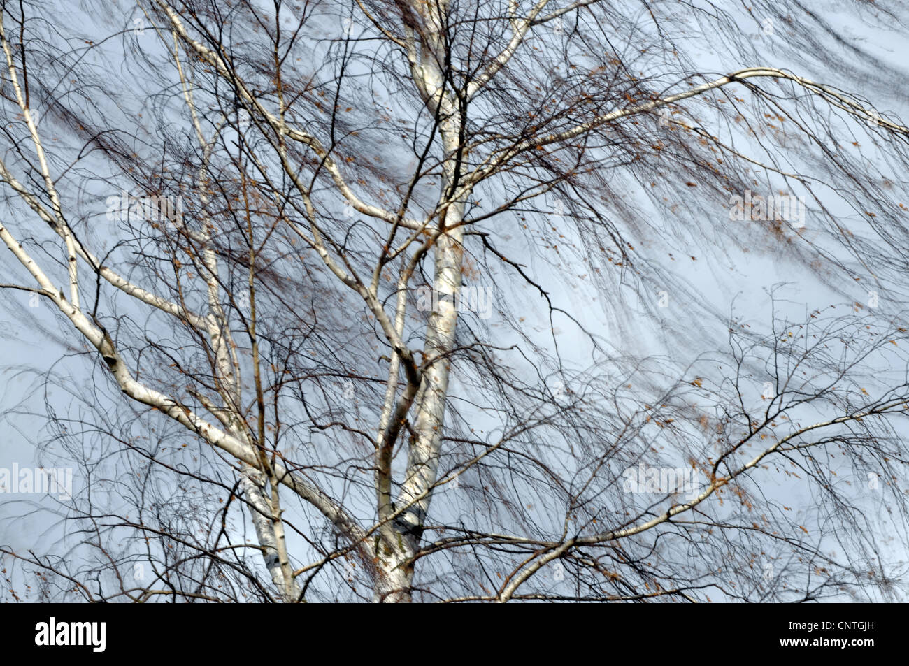 common birch, silver birch, European white birch, white birch (Betula ...