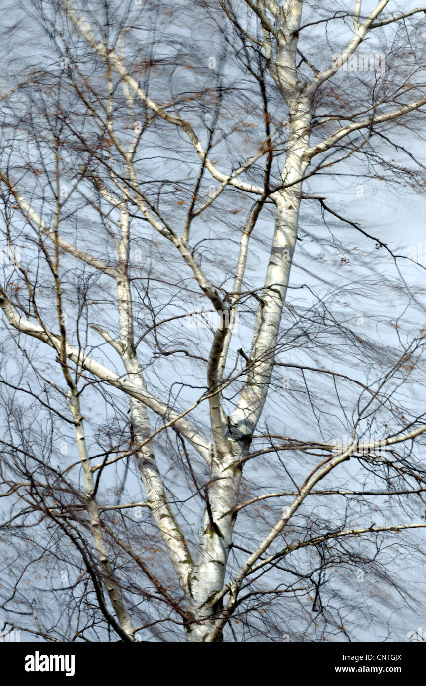 Silver birch tree twigs hi-res stock photography and images - Alamy