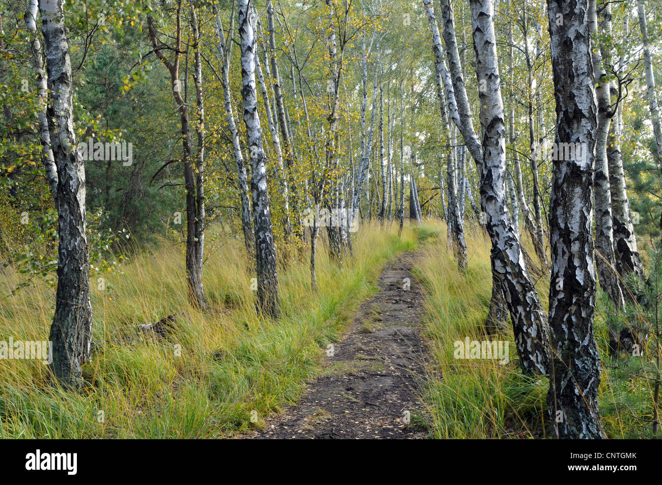 common birch, silver birch, European white birch, white birch (Betula ...