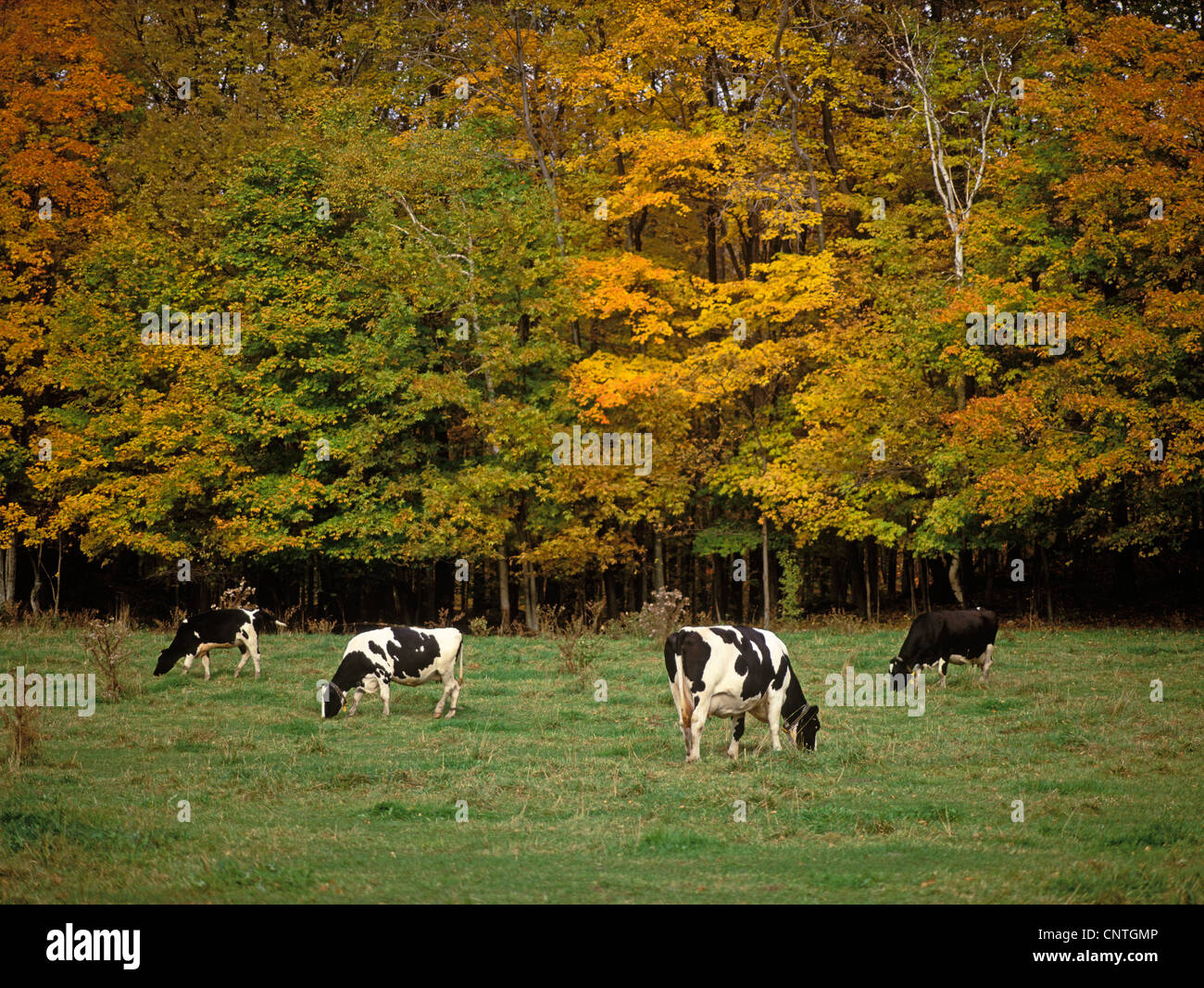 Four Holstein dairy cows grazing in a pasture, trees in fall foliage in ...